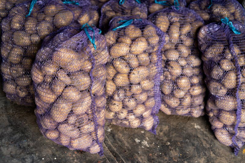 Multiple Bags Filled with Potatoes. the Bags are Made of a Purple Mesh ...
