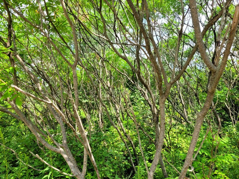 Branches Everywhere stock image. Image of textures, green - 308631275