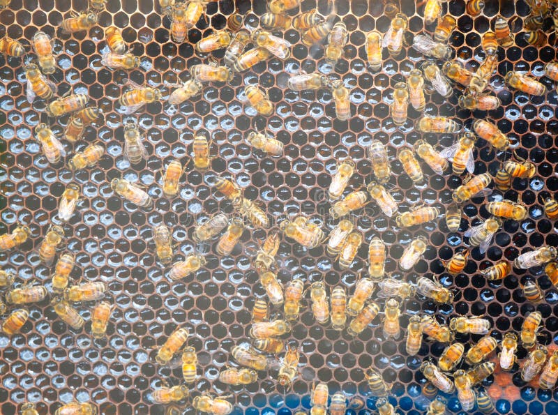 Multiple Bees in Bee Hive Making Honey Stock Photo - Image of multiple ...