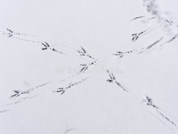 Multiple Bird Foot Steps in a Thin Layer of Snow Stock Image - Image of ...