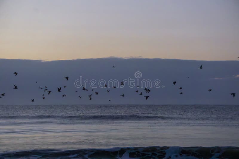 Multiple Birds in Flight stock image. Image of dawn - 344550453