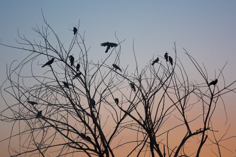 Multiple birds stock photo. Image of animal, people, season - 94074162