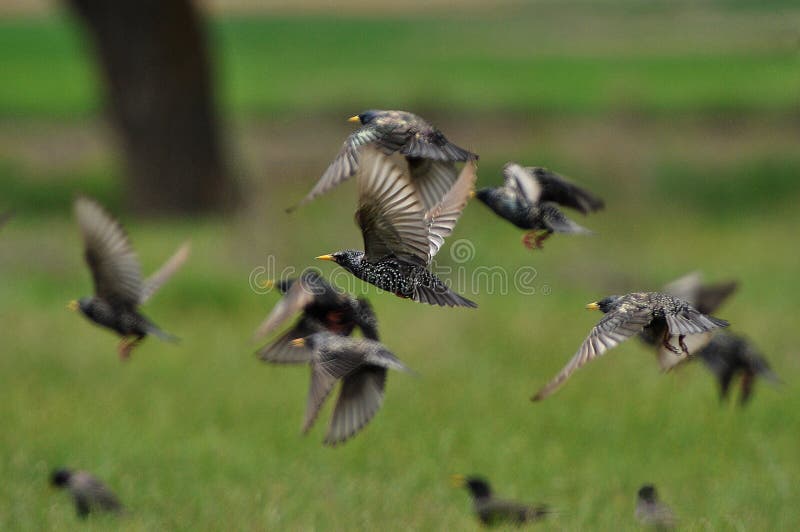 Multiple Birds Suddenly Took Off Stock Image - Image of birds, suddenly ...