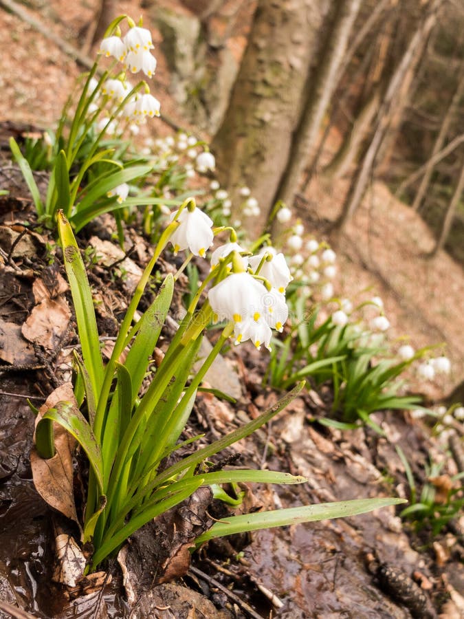 Blooming Spring Snowflakes in a Forest Stock Image - Image of beautiful ...