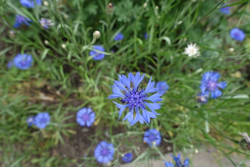 Multiple Blue Flowers of Centaurea Cyanus in June Stock Image - Image ...