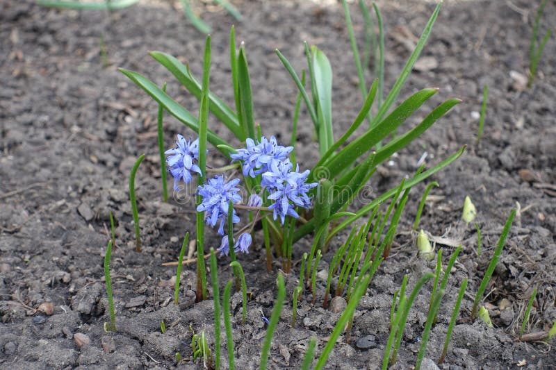 Multiple Blue Flowers of Two-leaf Squill in April Stock Image - Image ...