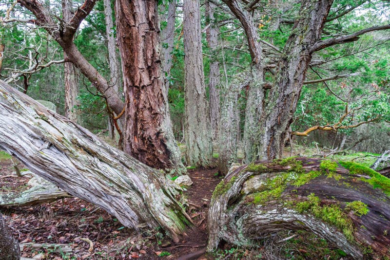 Multiple Branches of a Tree Reaching Out F the Ground and into the ...