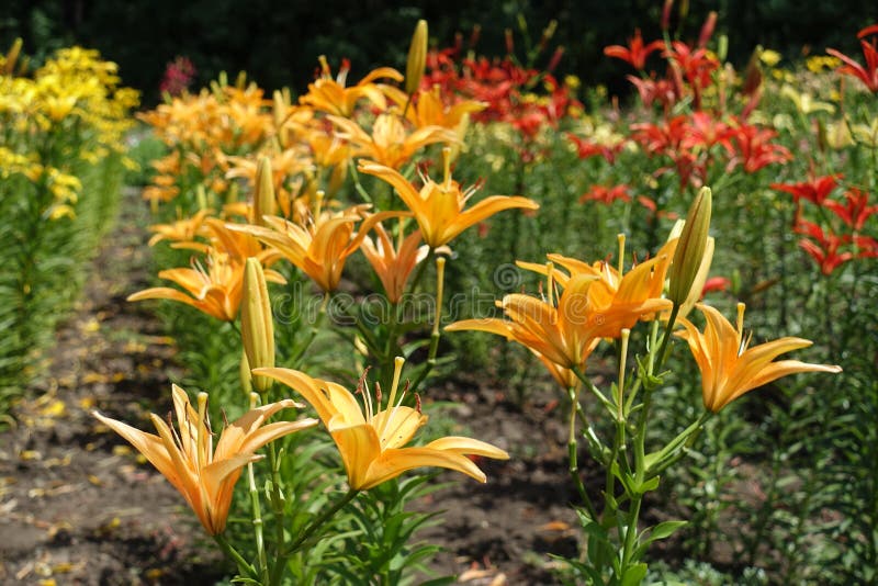 Multiple Orange Flowers of Lilies in June Stock Photo - Image of ...