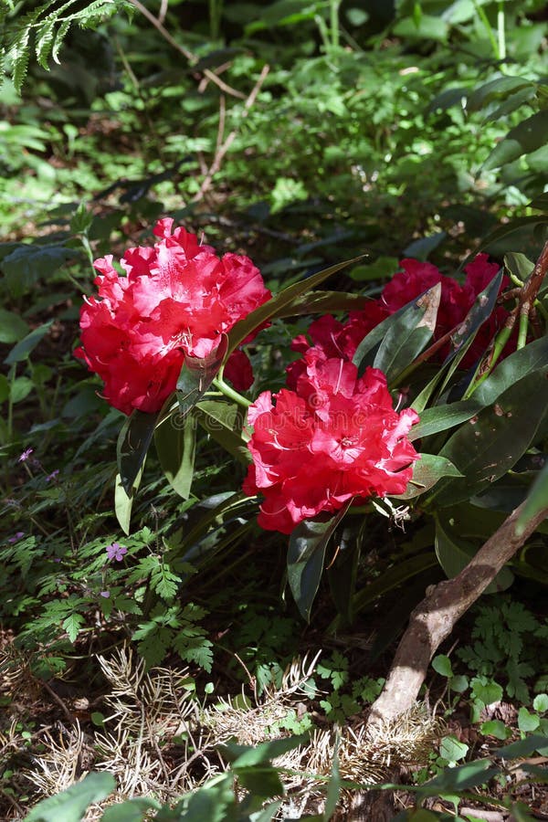 Multiple Bright Red Blooms on the Bottom of a Bush Stock Photo - Image ...