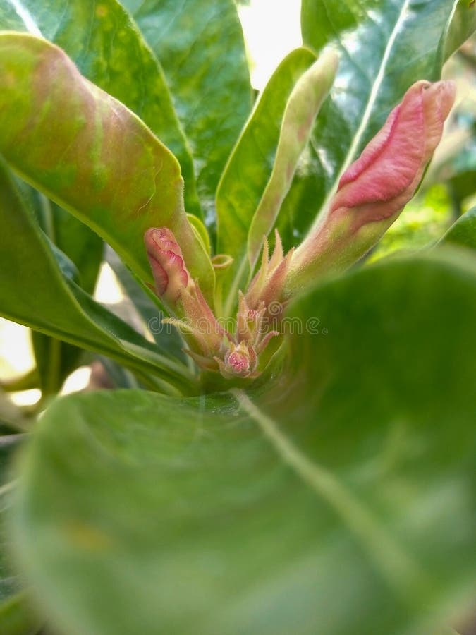 Multiple of Budding Adenium Flowers Stock Image - Image of plant ...