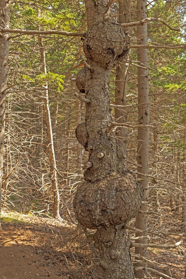 Multiple Burls on a Gnarled Tree Stock Image - Image of biology, burls ...