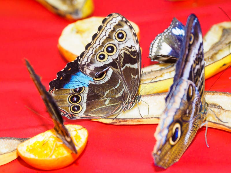 Multiple Butterflies Feeding on Sliced Fruit in a Feeder Stock Image ...