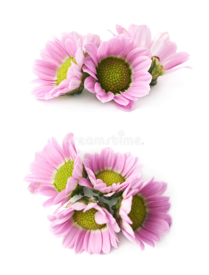 Multiple Chrysanthemum Flower Buds Isolated Stock Photo - Image of ...