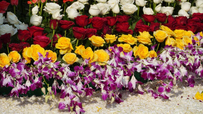 Multiple Clolored Flowers Image HD Editorial Stock Image - Image of ...