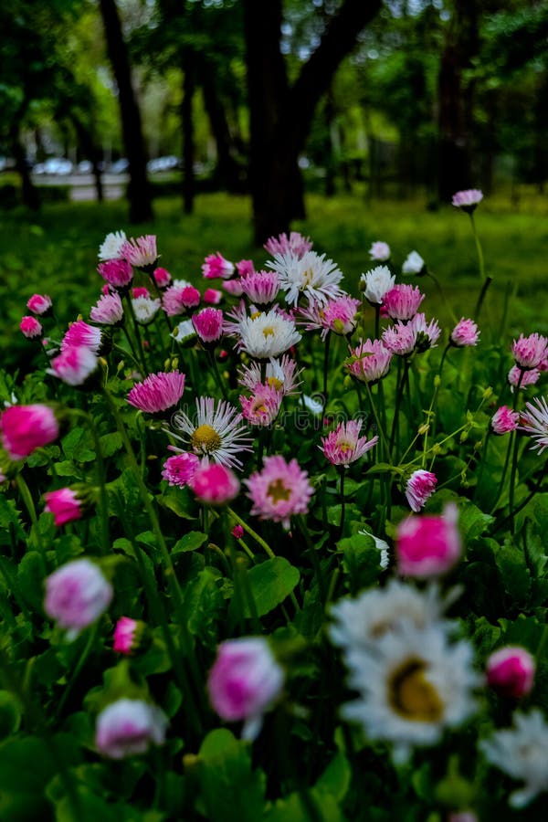 720 Coler Wite Stock Photos - Free & Royalty-Free Stock Photos from ...