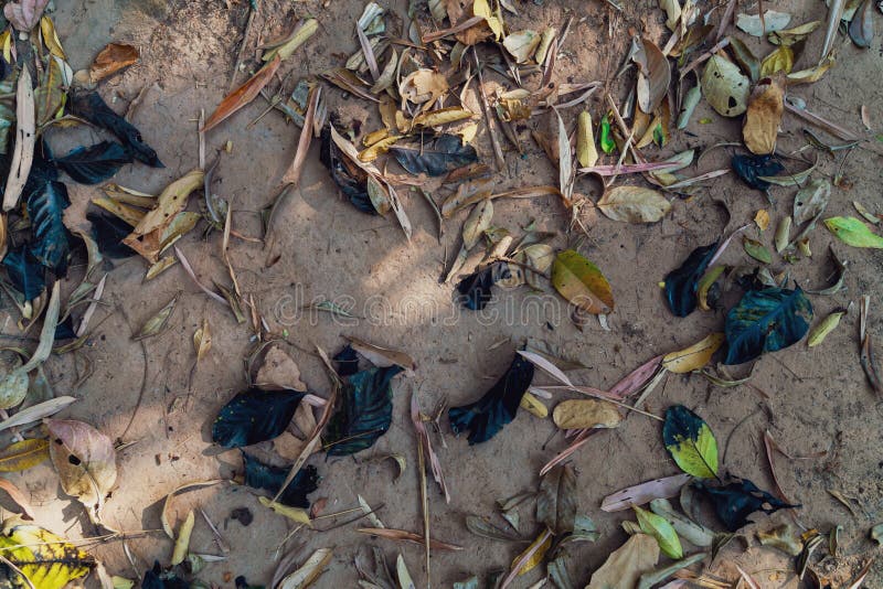 Multiple Color of Dry Leaves Stock Image - Image of nature, green ...