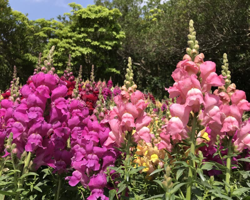 A Multiple Color of Flowers in the Botanical Garden Stock Image - Image ...