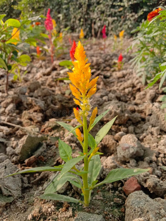 Multiple Colored Celosia Plumosa Flower Stock Photo - Image of field ...