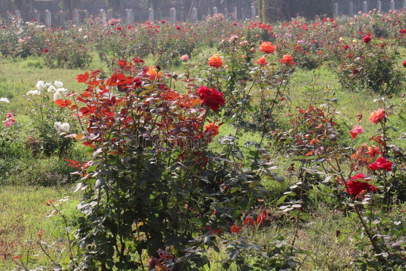 Multiple Colored Rose on Farm Stock Image - Image of floral, flowery ...