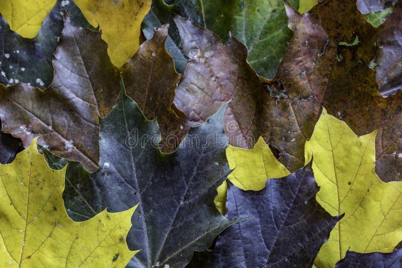 Fall Autumn Leaves stock photo. Image of environmental - 102721928