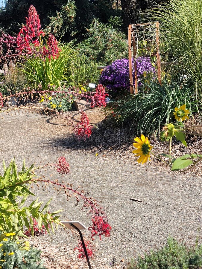 Multiple Colors and Flowers Line the Pathway Stock Photo - Image of ...