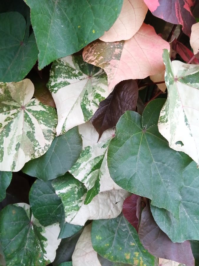 Multiple Colors Leaves Charming and Beautiful. Stock Image - Image of ...