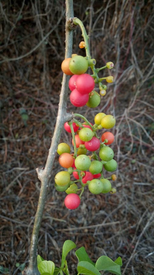 Fruit stock image. Image of colour, multiple, tree, fruit - 113711767