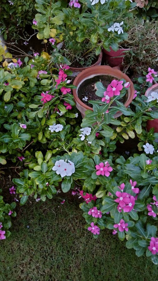 Multiple Colours Flowers stock image. Image of shrub - 253972951