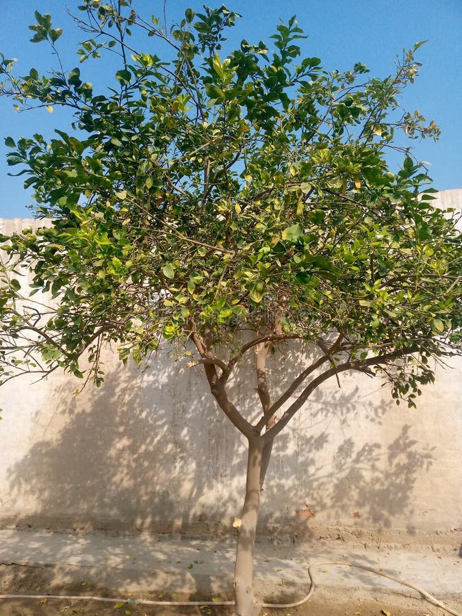 Krna Stock Photos - Free & Royalty-Free Stock Photos from Dreamstime