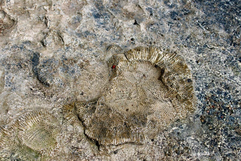 Multiple Coral Fossils Embedded in a Weathered Rock with a Small Red ...