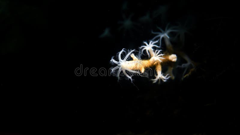 Multiple Coral Polyps on a Reef in the Atlantic Ocean of West Palm ...