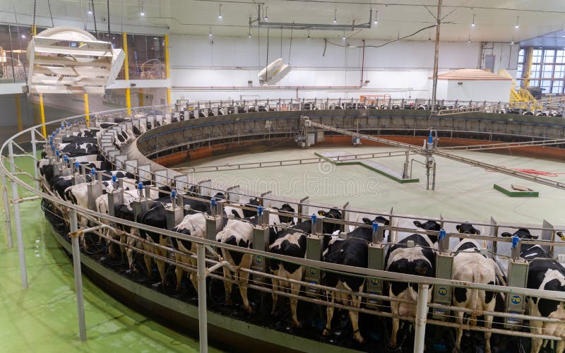 Multiple Cows at Smart Milking Machine at a Dairy Farm Stock Image ...