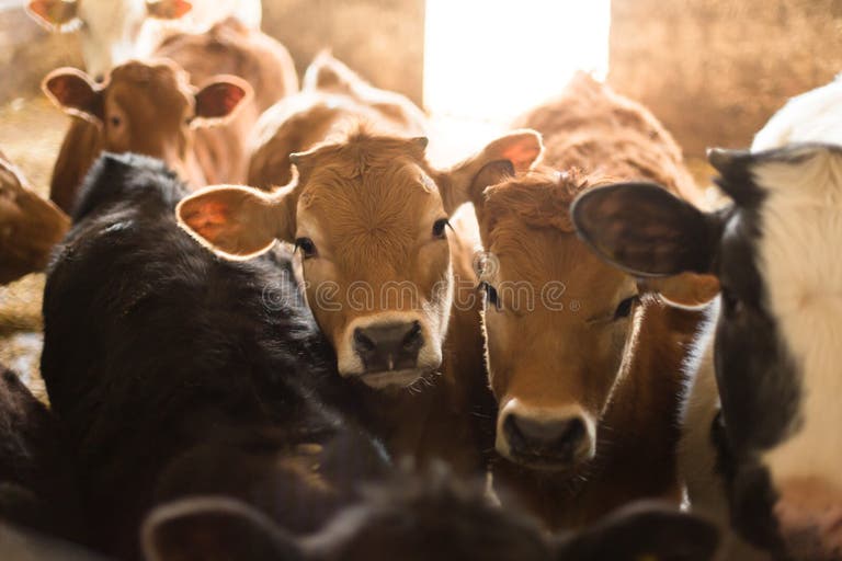 Multiple cows in stable stock photo. Image of domestic - 47206052