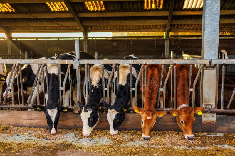 Multiple Cows in a Stable at a Farm in the Netherlands. Stock Image ...