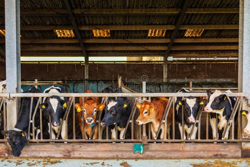 Multiple Cows in a Stable at a Farm in the Netherlands. Stock Photo ...