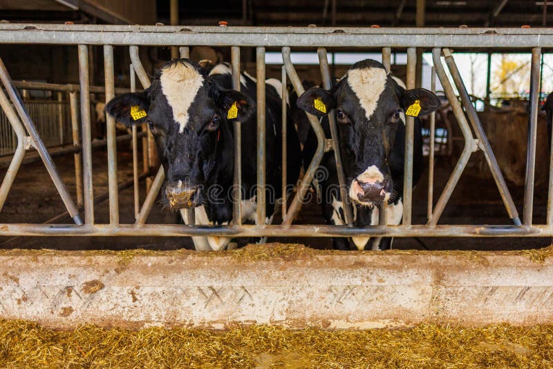 Multiple Cows in a Stable at a Farm in the Netherlands. Stock Photo ...