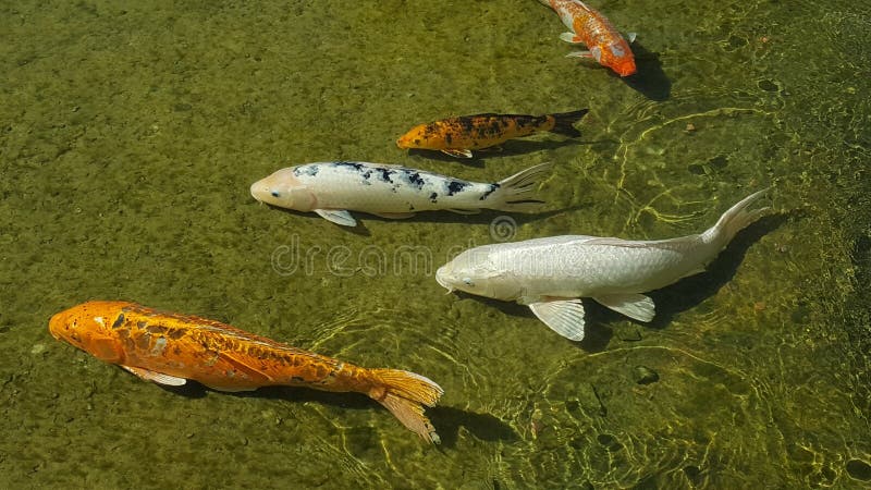 Multiple coy fish stock photo. Image of black, gold, swimming - 76309142