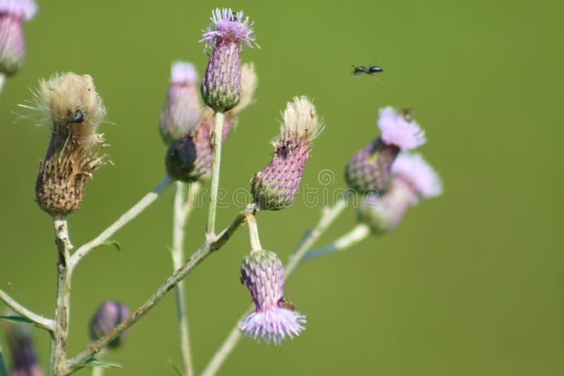Multiple Creeping Thistle in Bloom with Insects Flying Closeup View ...