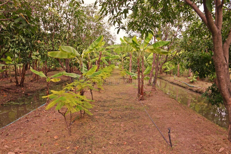 Multiple Cropping Cultivation Stock Image - Image of fresh, plant: 98371703