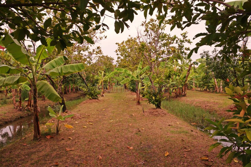 Multiple Cropping System Under Low Land Condition Stock Photo - Image ...