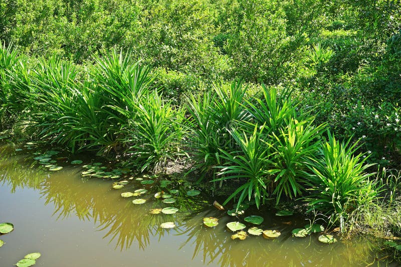 Multiple Cropping System Under Low Land Condition Stock Photo - Image ...