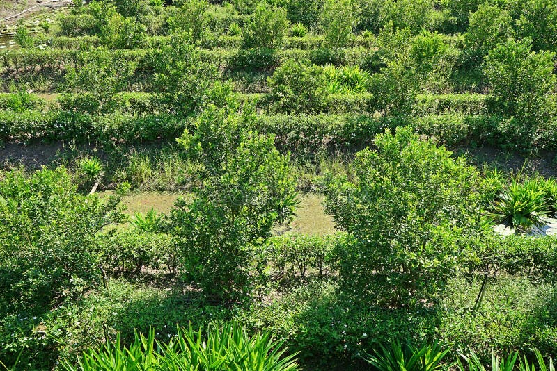 Multiple Cropping Cultivation Stock Image - Image of thailand, plant ...