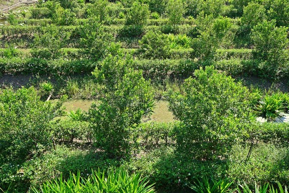 Multiple Cropping System Under Low Land Condition Stock Photo - Image ...
