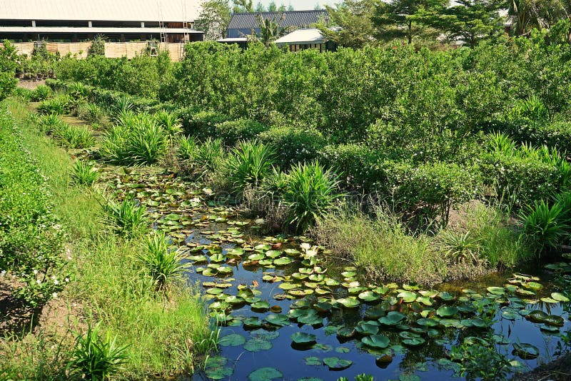 Multiple Cropping System Under Low Land Condition Stock Photo - Image ...