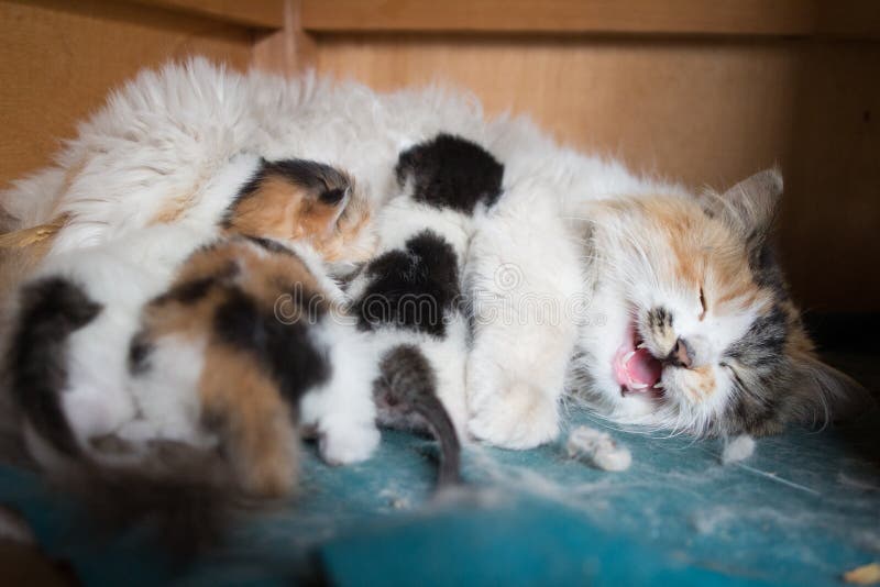 Cute kitten stock image. Image of playful, portrait - 193163451