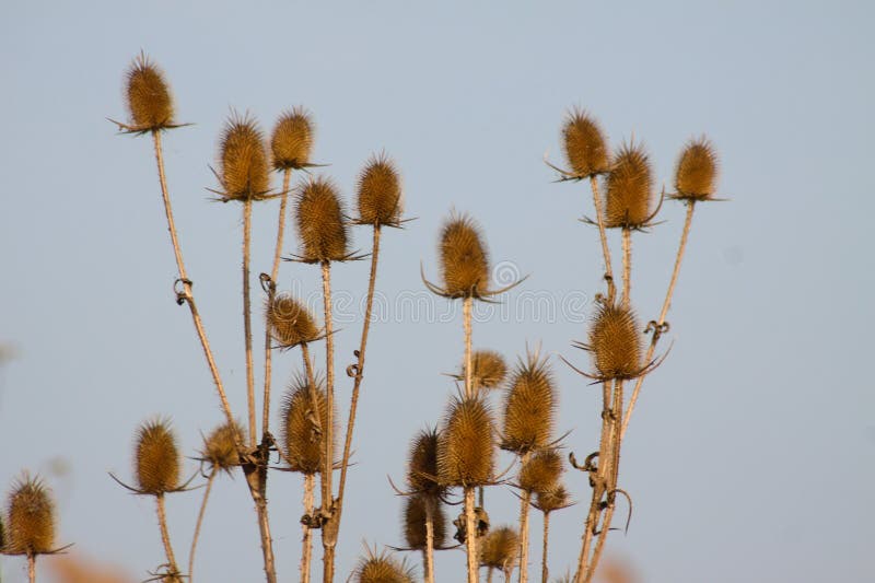 Multiple Cutleaf Teasel Seed Closeup with Blue Sky on Background Stock ...