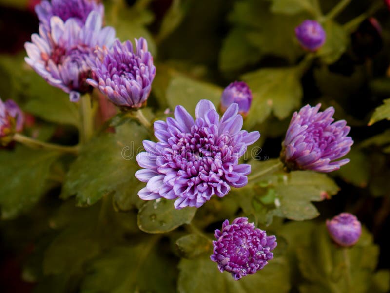 Daisy Flowers Presented with Leaves at Asian Garden Background Stock ...