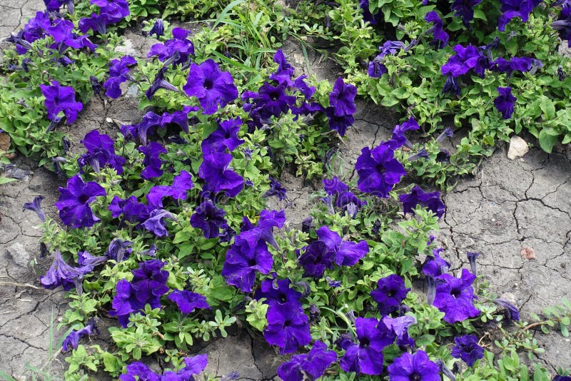 Multiple Dark Violet Flowers of Petunias in July Stock Image - Image of ...