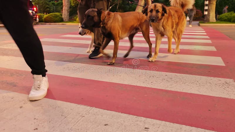 Multiple Dogs Crossing a Pedestrian Crossing Stock Video - Video of ...