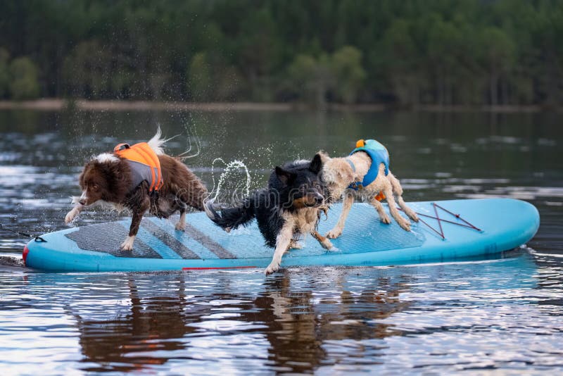 Multiple Dogs Falling Off a Paddle Board Stock Image - Image of white ...